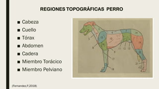 Anatomia topografica del_perro_y_del_equino | PDF