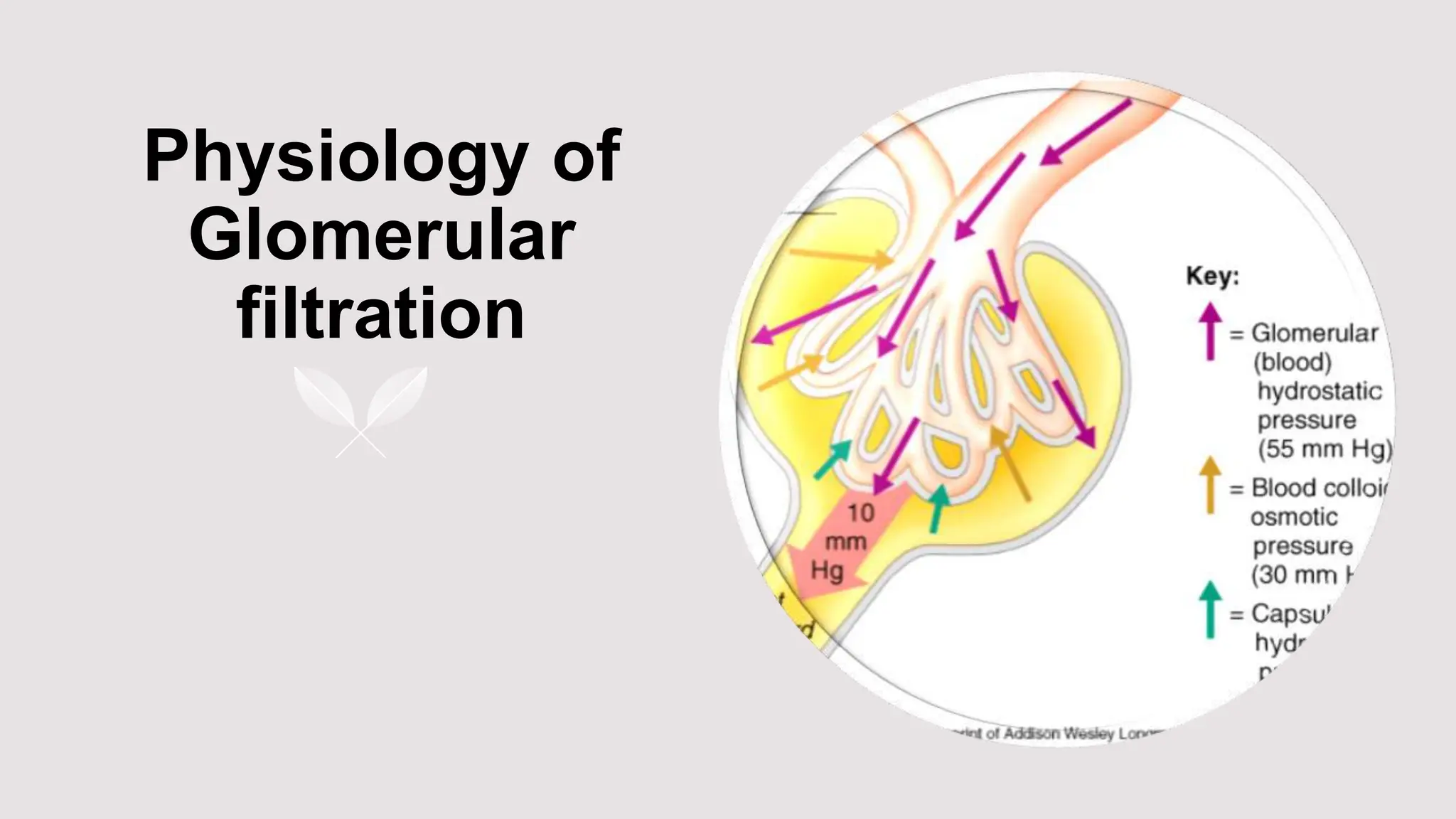 Urinary tract obstruction pathophysiology.pptx