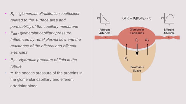 Urinary tract obstruction pathophysiology.pptx