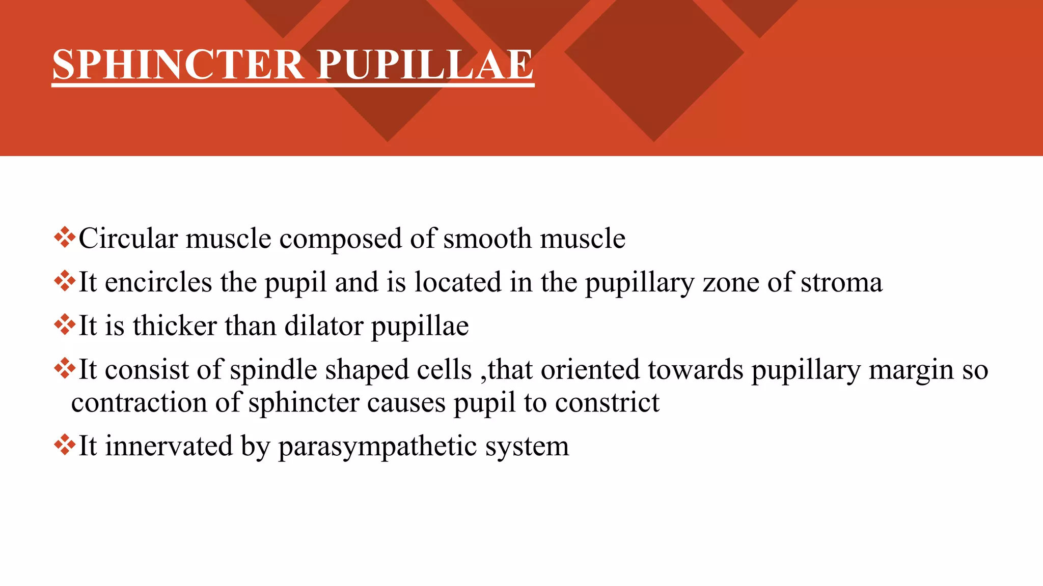 Anatomy and Physiology of Uvea | PPTX