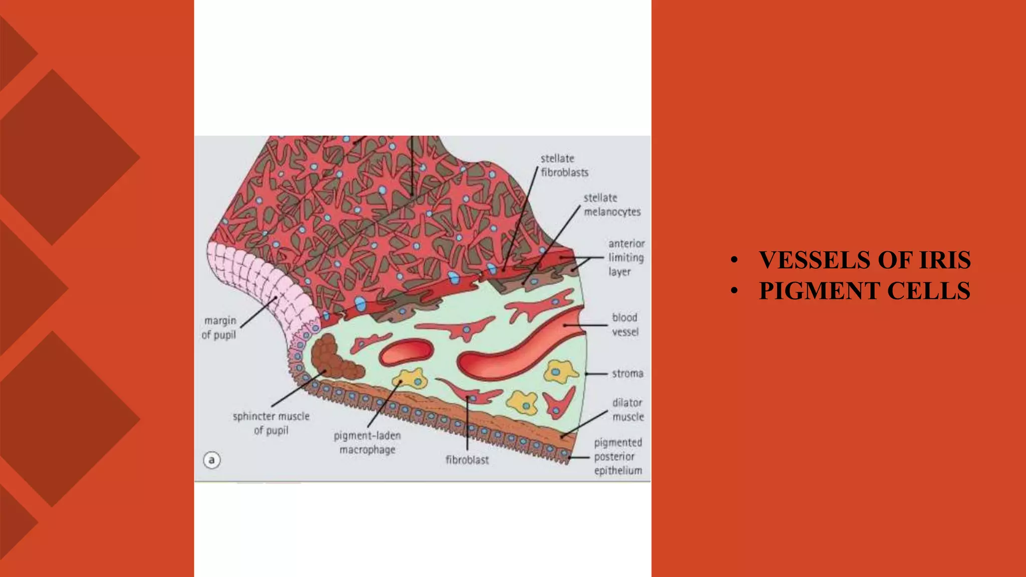 Anatomy and Physiology of Uvea | PPTX