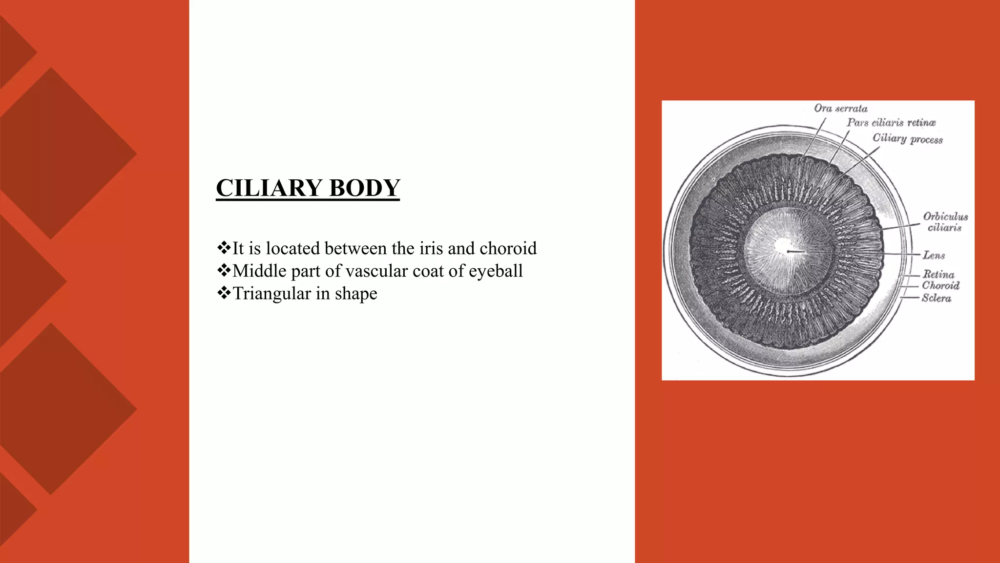 Anatomy and Physiology of Uvea | PPTX