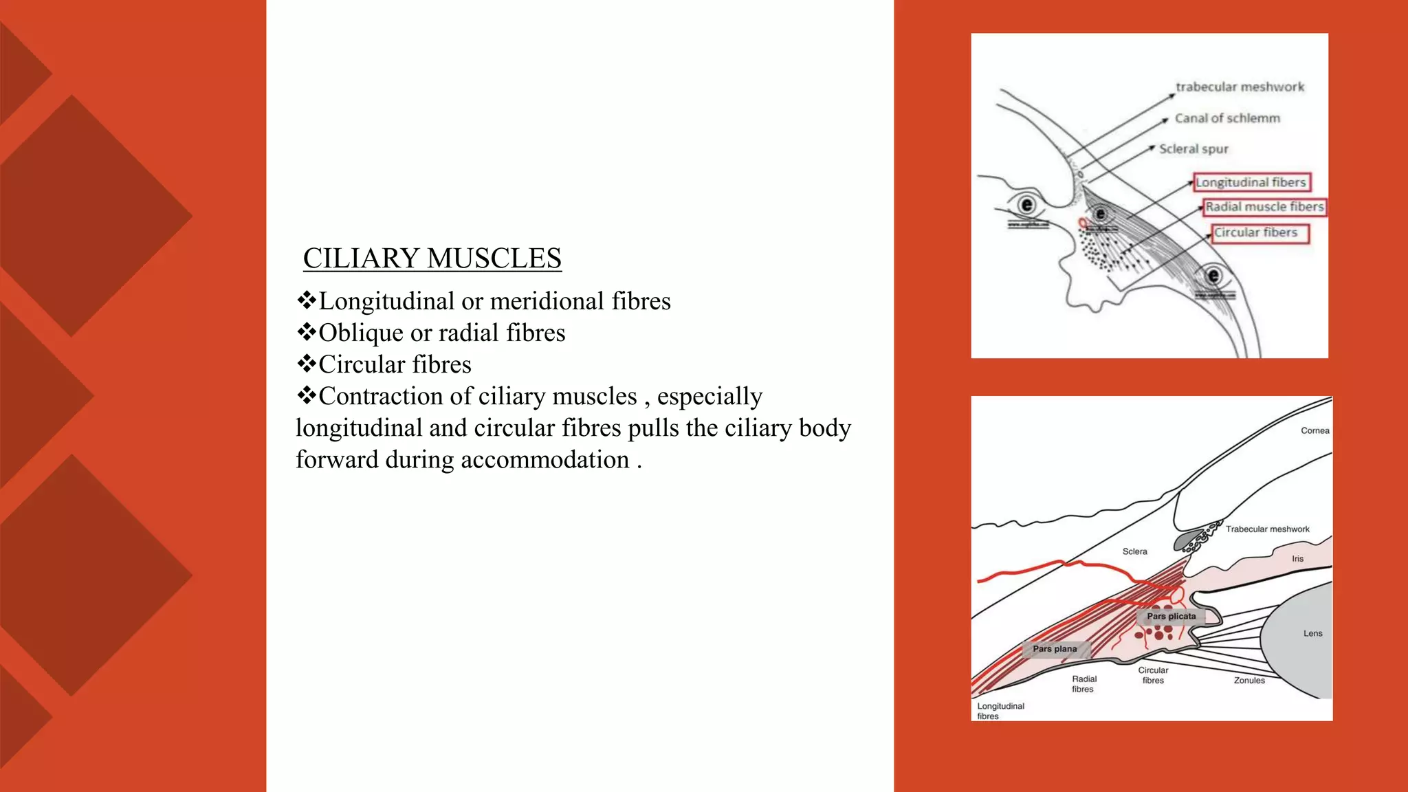 Anatomy and Physiology of Uvea | PPTX