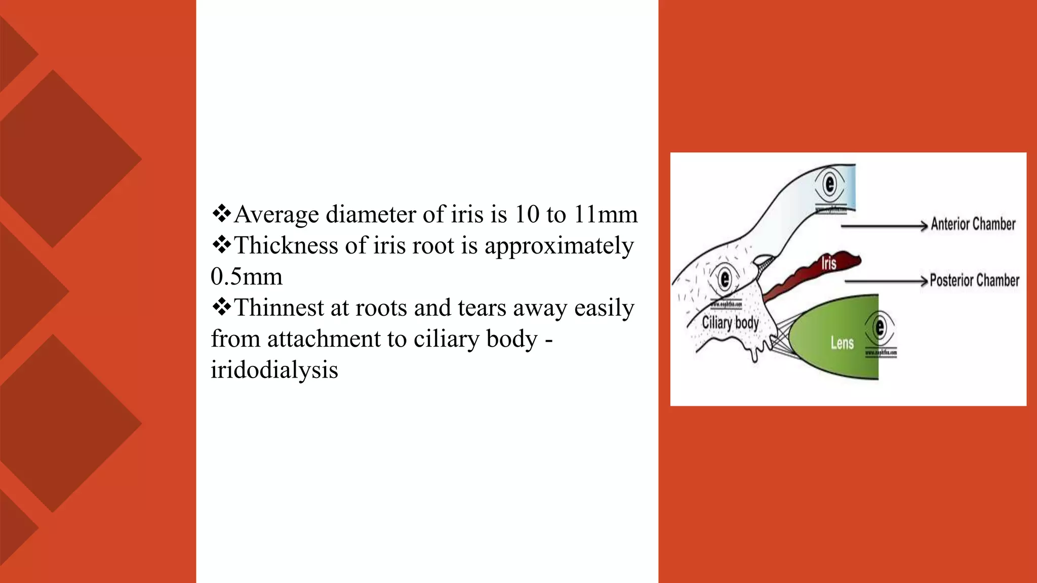 Anatomy and Physiology of Uvea | PPTX