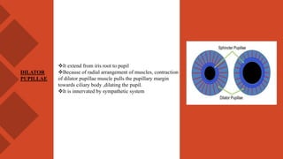 Anatomy and Physiology of Uvea | PPTX