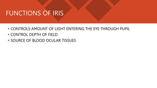 Anatomy and Physiology of Uvea | PPTX