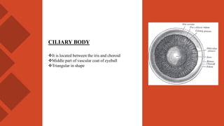 Anatomy and Physiology of Uvea | PPTX