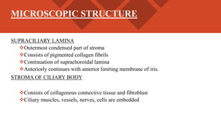 Anatomy and Physiology of Uvea | PPTX