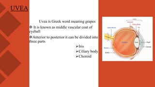 Anatomy and Physiology of Uvea | PPTX