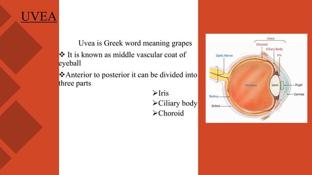 Anatomy and Physiology of Uvea | PPTX