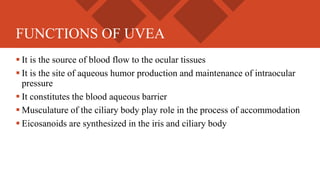 Anatomy and Physiology of Uvea | PPTX