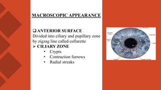 Anatomy and Physiology of Uvea | PPTX