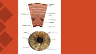 Anatomy and Physiology of Uvea | PPTX