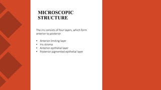 Anatomy and Physiology of Uvea | PPTX