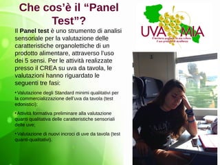 Uvamia: attività panel test | PPT