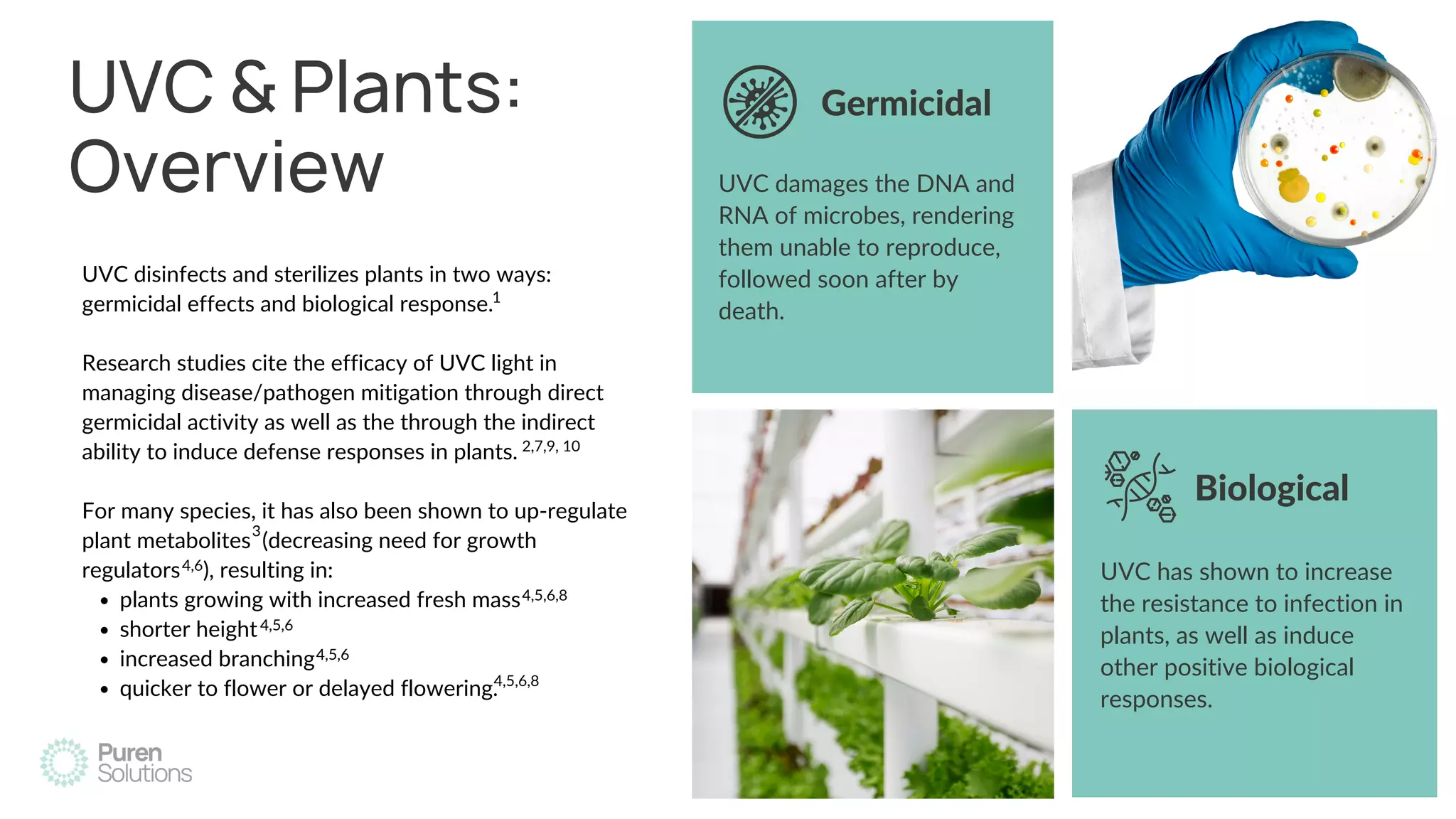 UVC & Lettuce Processing | PPT