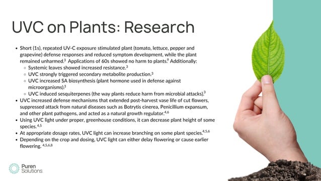 UVC & Lettuce Processing | PPT