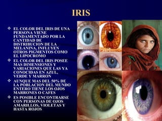 Uvea | PPT