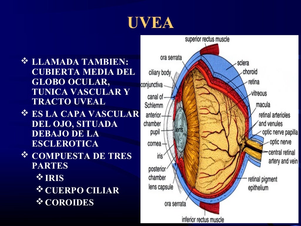 Uvea