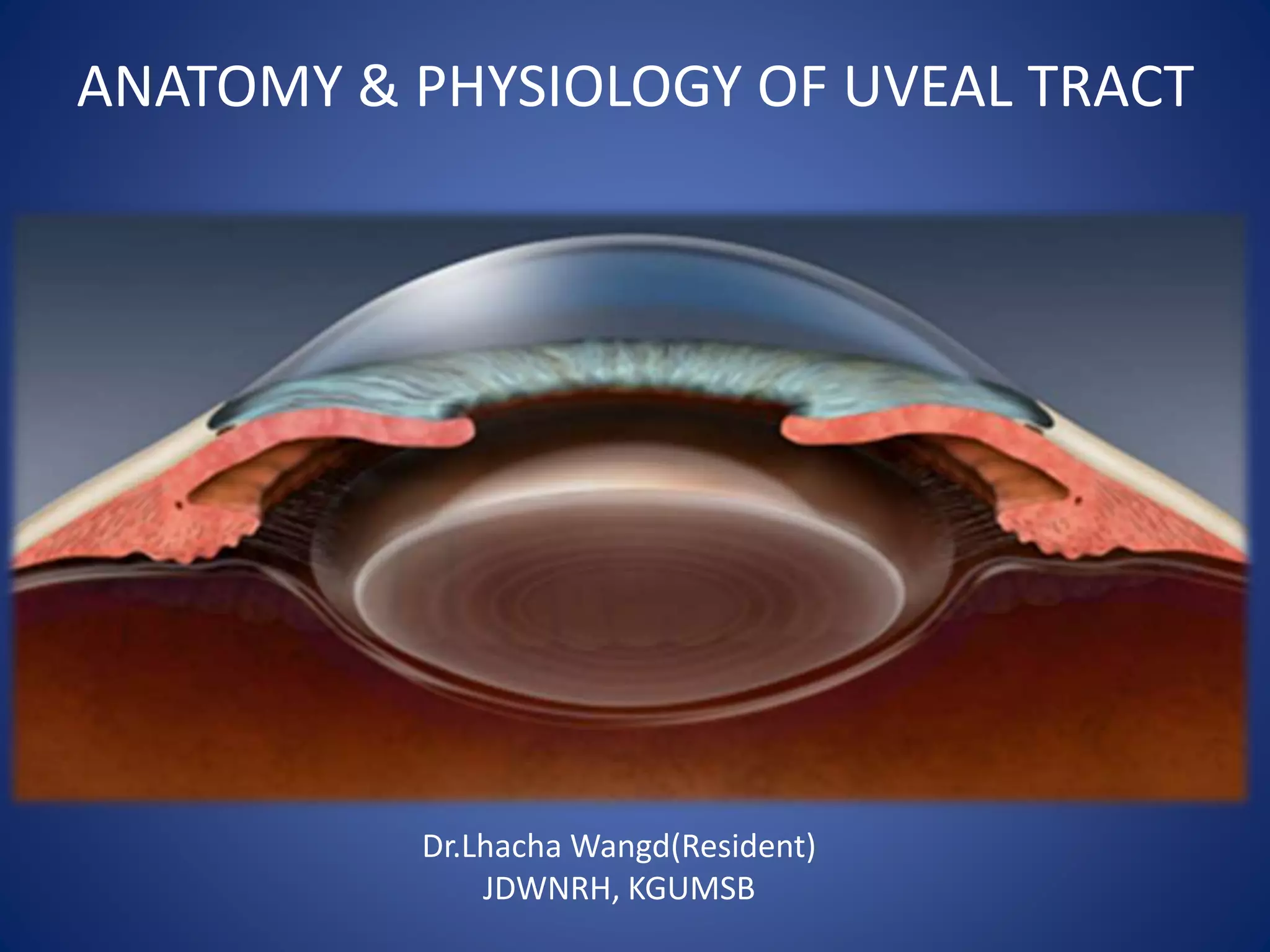 Anatomy of Uvea track | PPTX