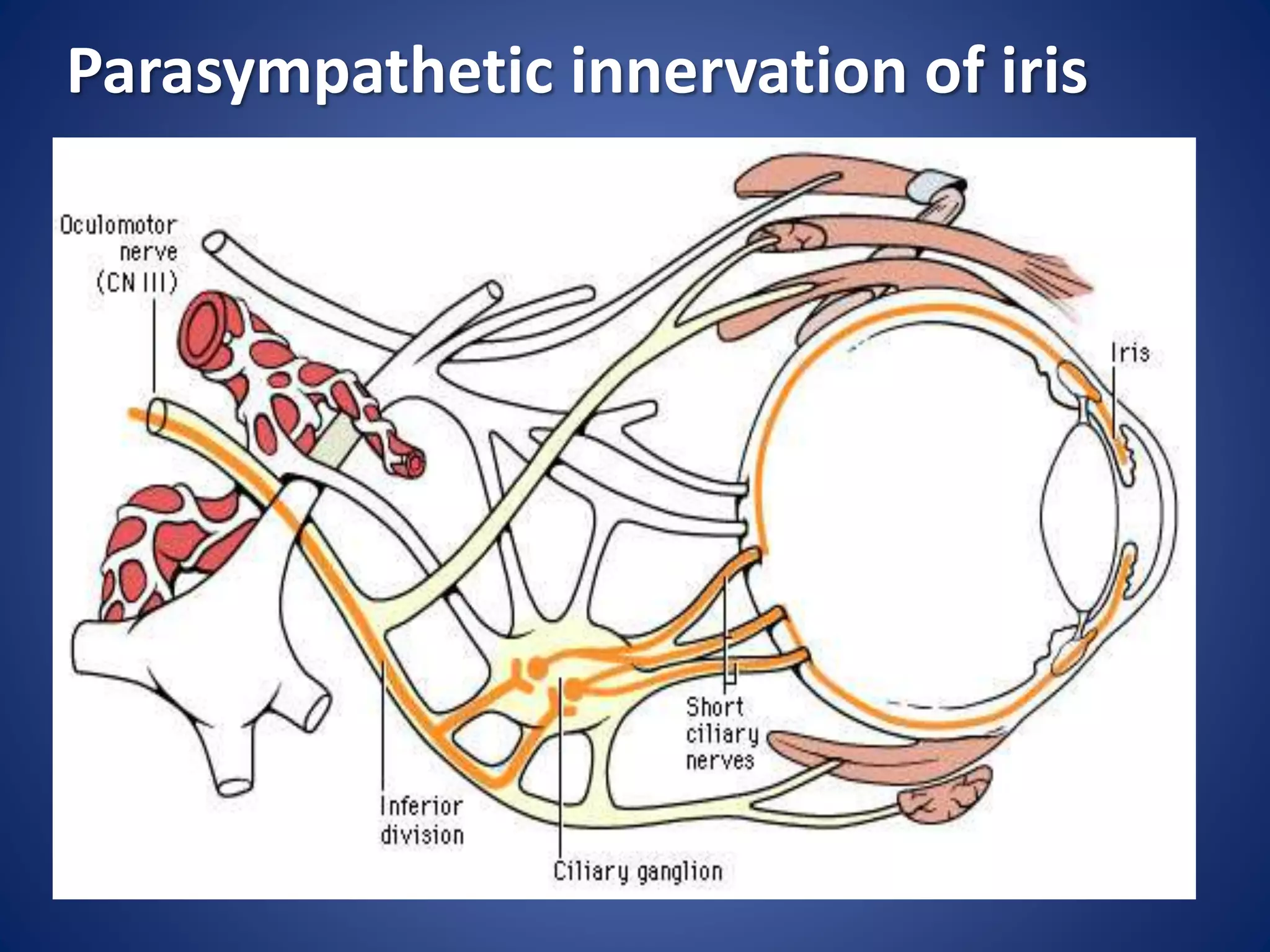 Anatomy of Uvea track | PPTX