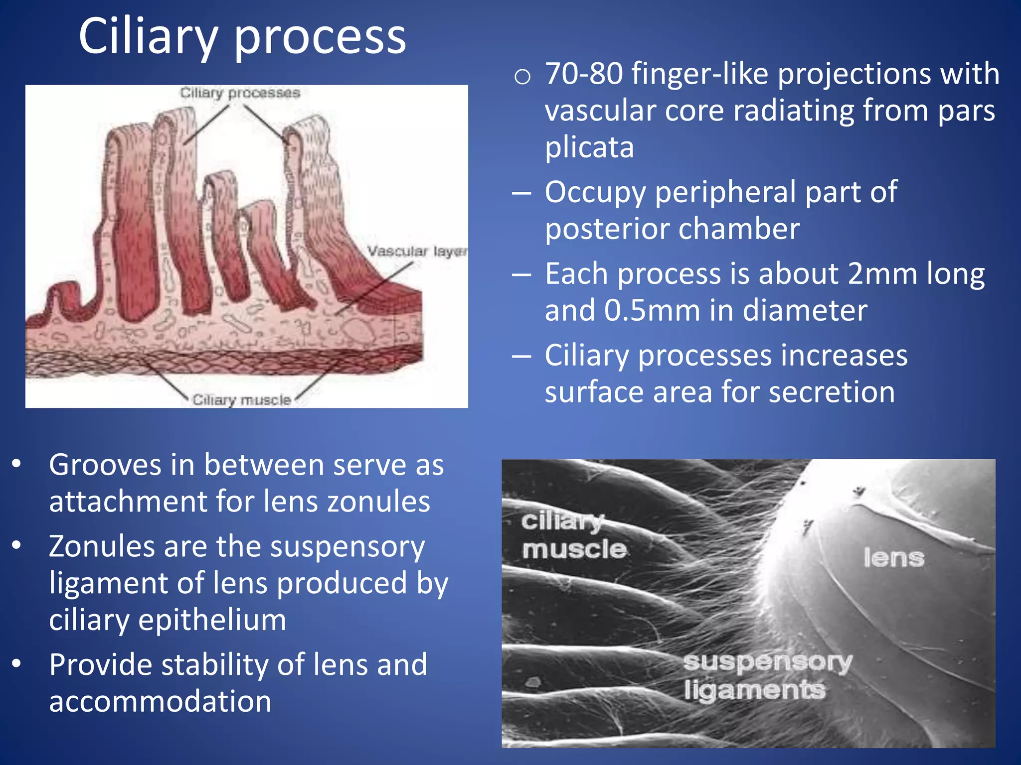 Anatomy of Uvea track | PPTX