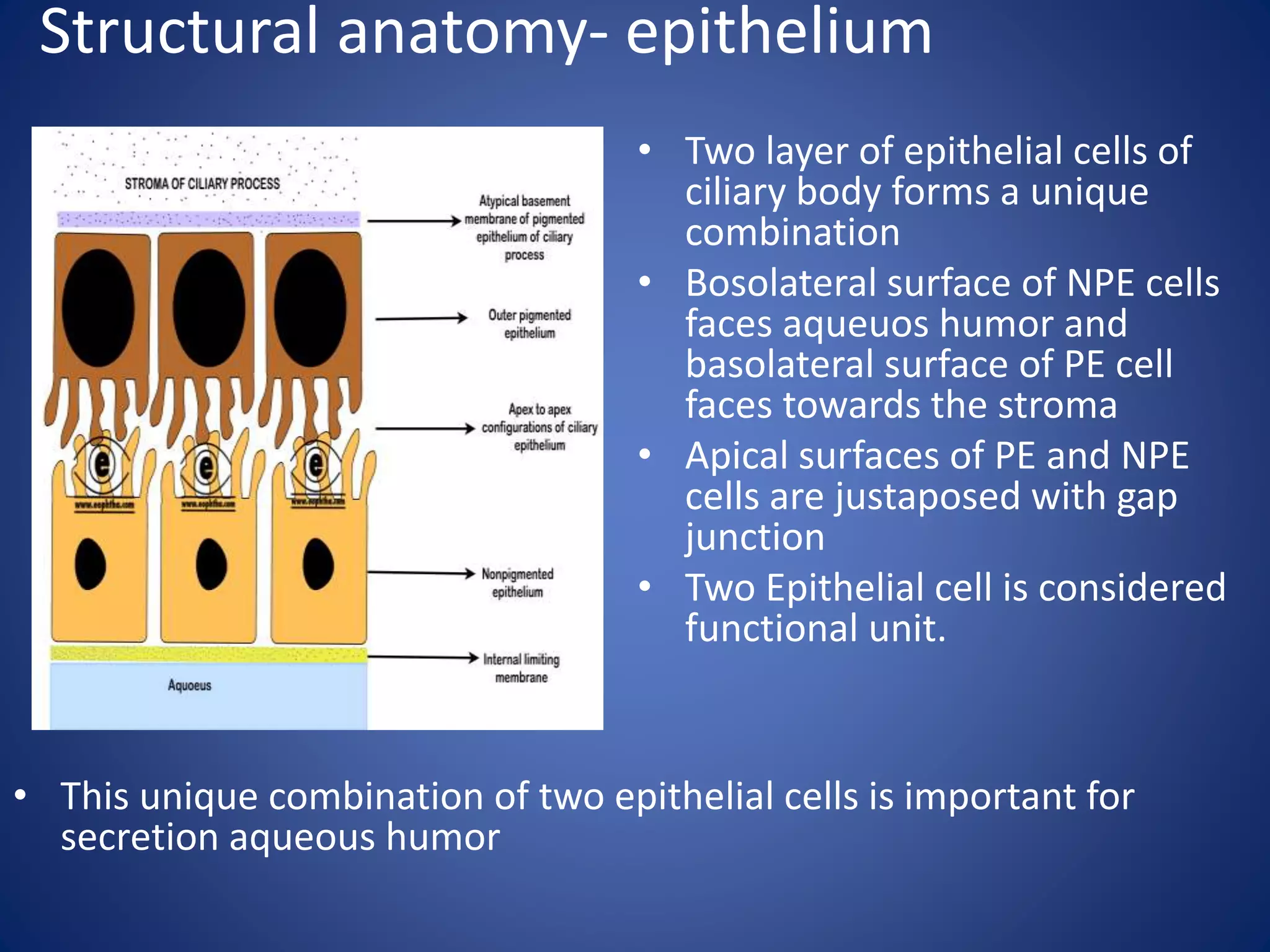 Anatomy of Uvea track | PPTX