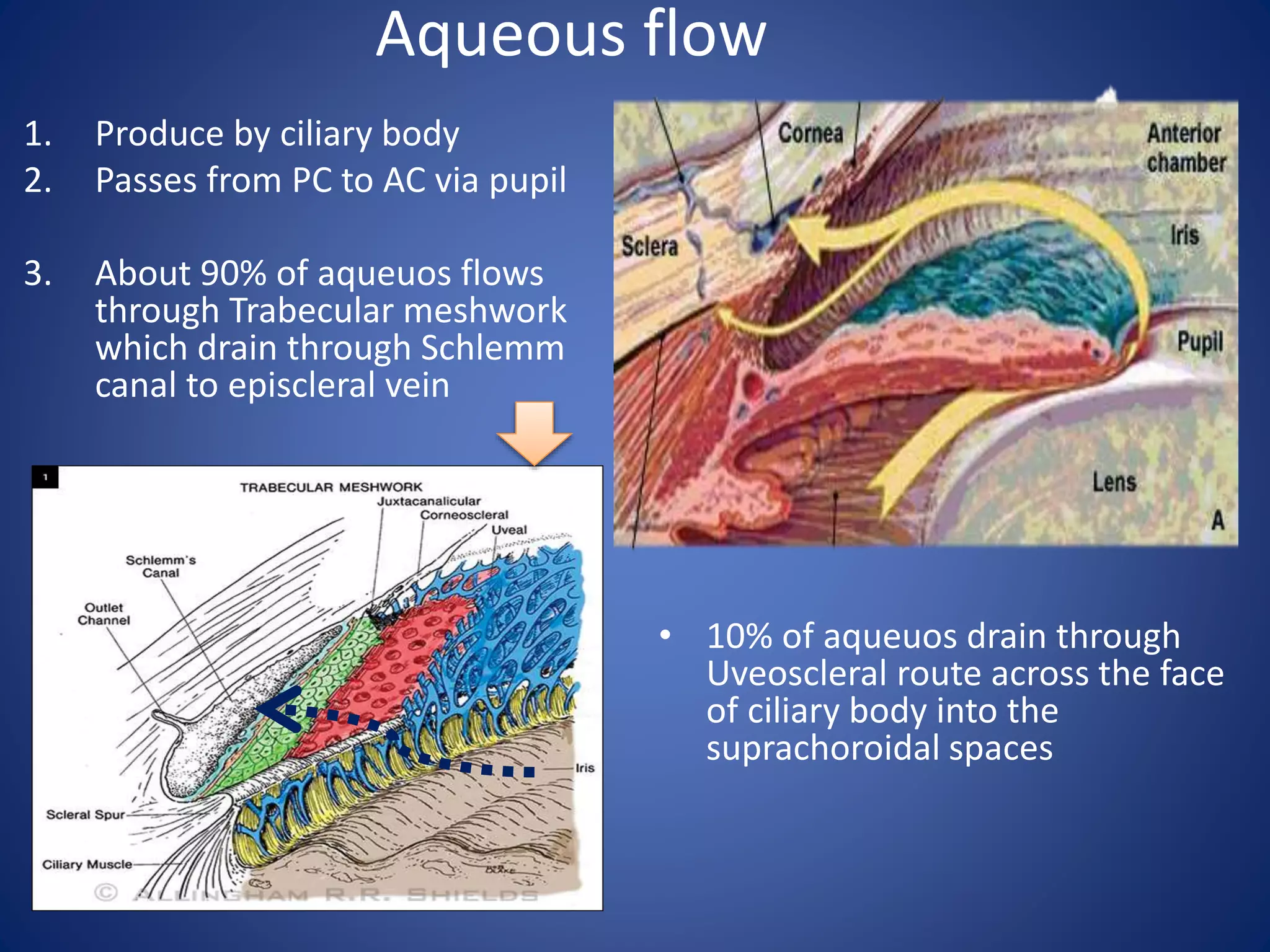 Anatomy of Uvea track | PPTX