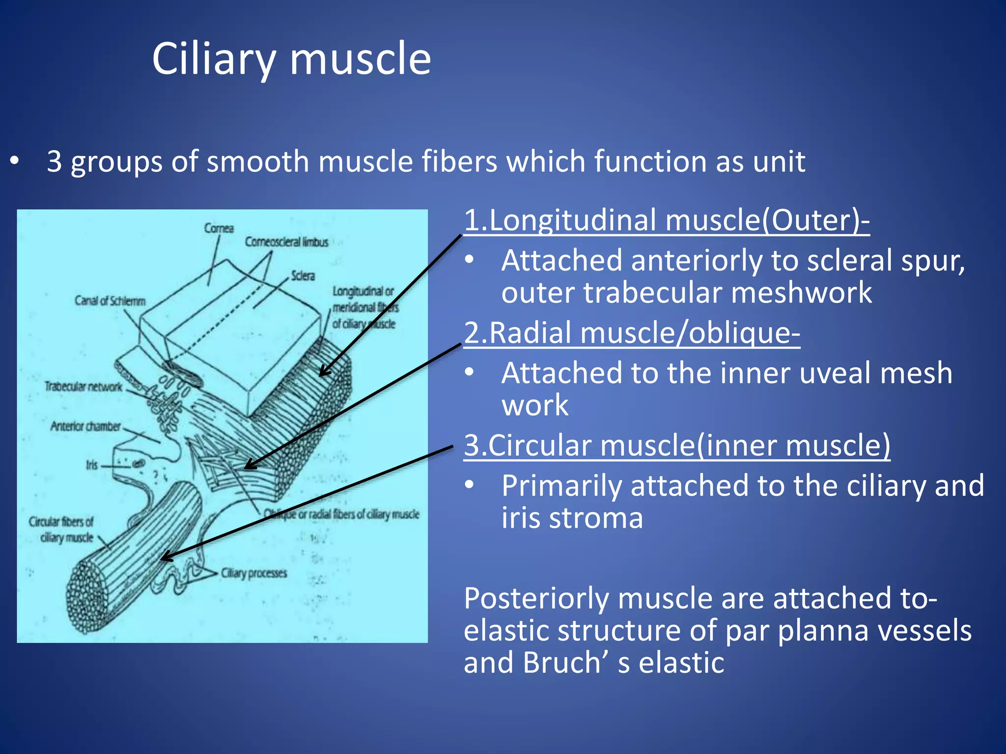 Anatomy of Uvea track | PPTX