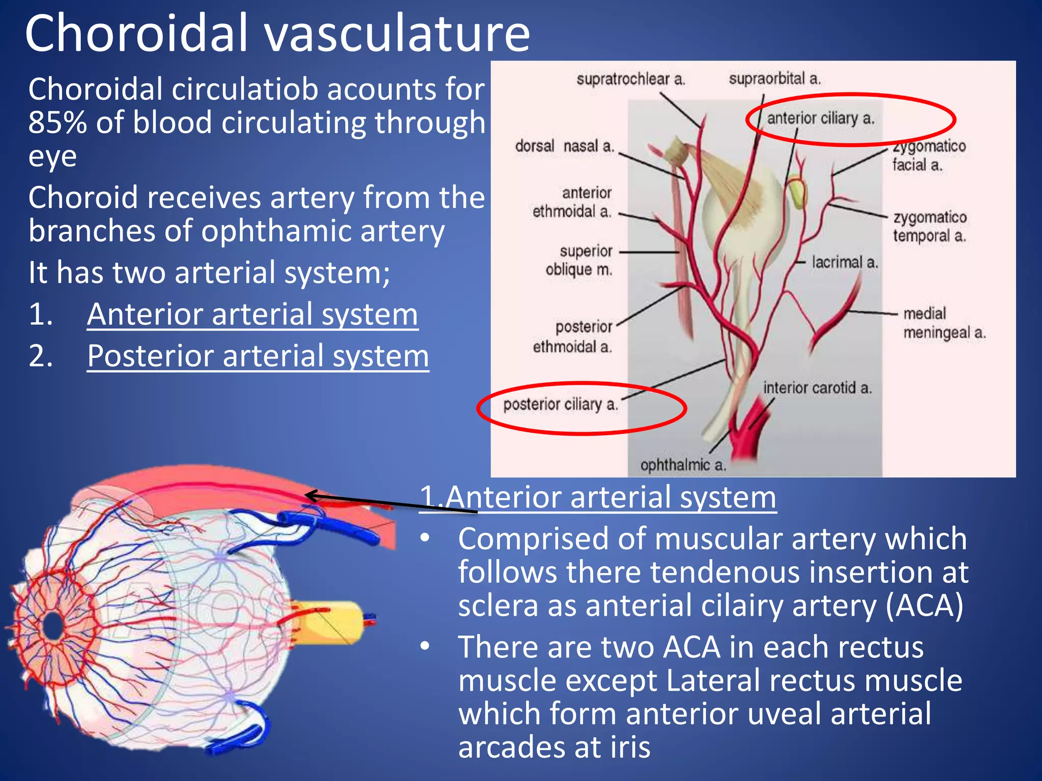 Anatomy of Uvea track | PPTX