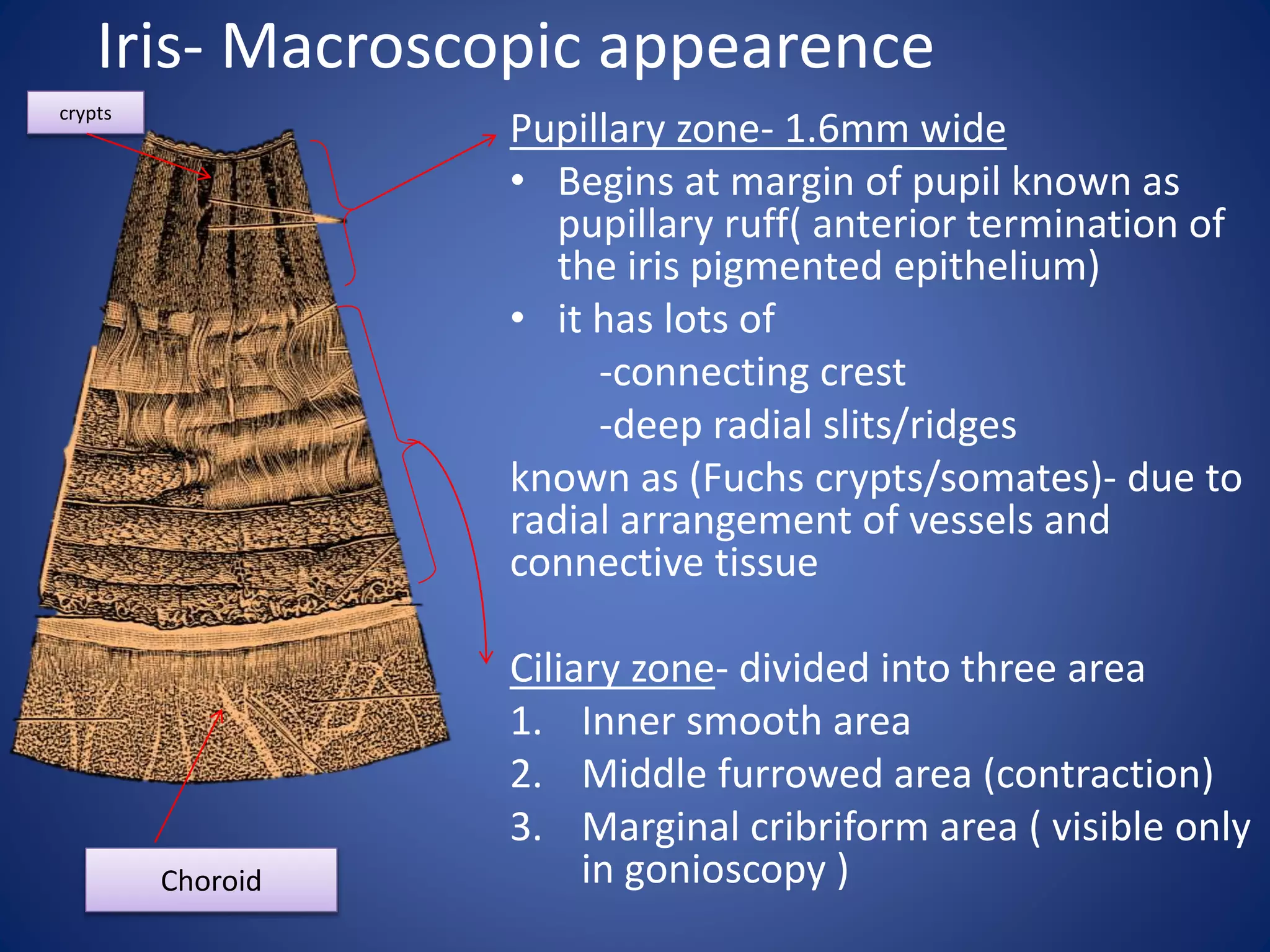 Anatomy of Uvea track | PPTX