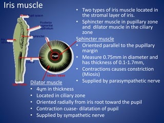 Anatomy of Uvea track | PPTX