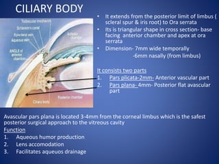 Anatomy of Uvea track | PPTX