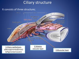 Anatomy of Uvea track | PPTX