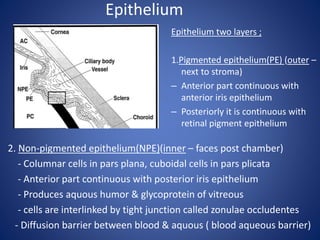 Anatomy of Uvea track | PPTX