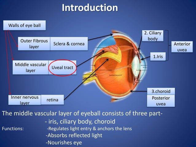 Anatomy of Uvea track | PPTX | Eye and Vision Conditions | Diseases and ...