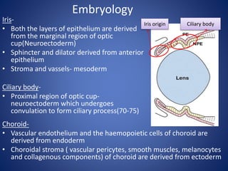 Anatomy of Uvea track | PPTX