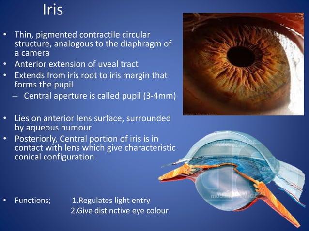 Anatomy of Uvea track | PPTX | Eye and Vision Conditions | Diseases and ...