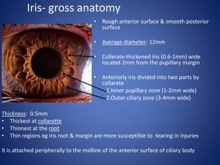 Anatomy of Uvea track | PPTX | Eye and Vision Conditions | Diseases and ...