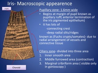 Anatomy of Uvea track | PPTX | Eye and Vision Conditions | Diseases and ...