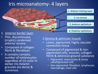 Anatomy of Uvea track | PPTX