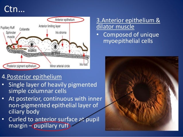 Anatomy of Uvea track