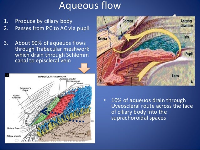 Anatomy of Uvea track