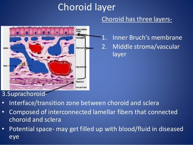 Anatomy of Uvea track