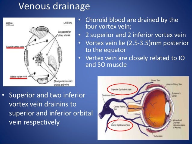 Anatomy of Uvea track