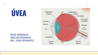 ÚVEA oftamologia: anatomia y manifestaciones clinicas | PDF