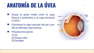 ÚVEA oftamologia: anatomia y manifestaciones clinicas | PDF