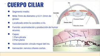 ÚVEA oftamologia: anatomia y manifestaciones clinicas | PDF