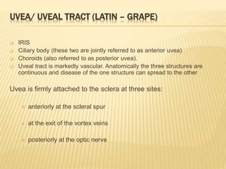 this ppt cover the anatomy of uveal tract | PPTX