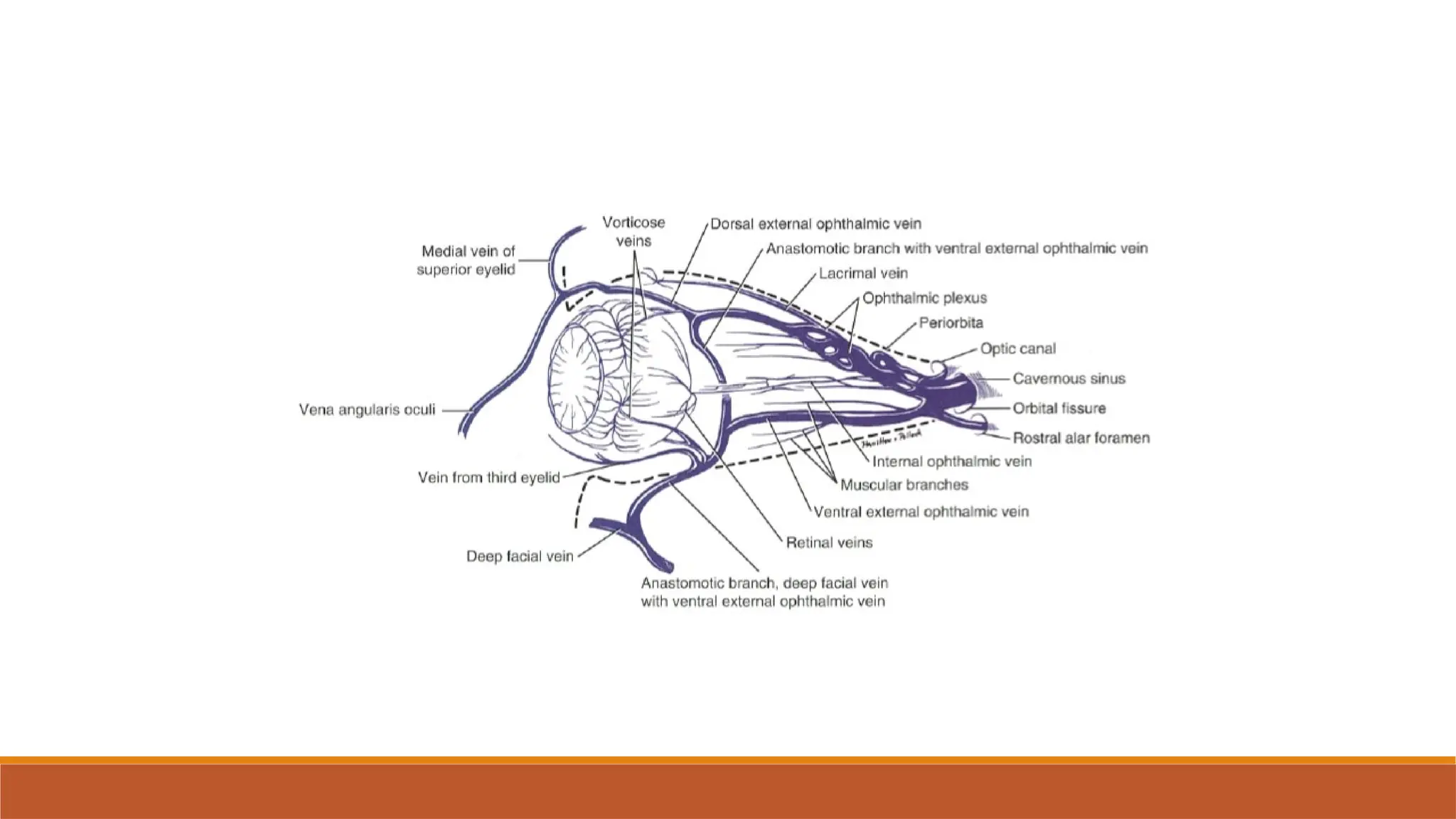 Anatomy, bood supply of UVEA- iris, ciliary body and choroid .pptx